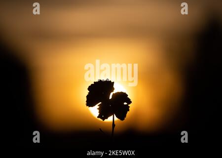 10 November 2022, Hessen, Frankfurt/Main: The sun is behind a vine leaf ...