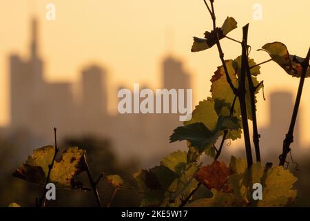 10 November 2022, Hessen, Frankfurt/Main: The sun is behind a vine leaf ...