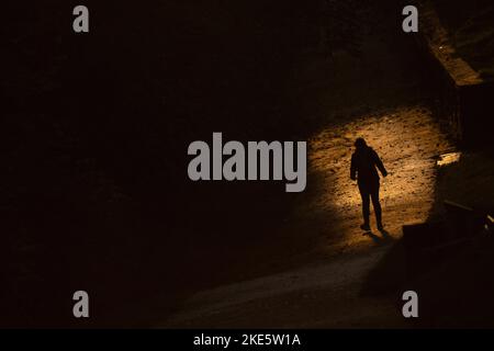 10 November 2022, Hessen, Frankfurt/Main: The sun is behind a vine leaf ...