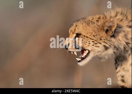 Cheetah hissing and showing its teeth in South Africa Stock Photo - Alamy