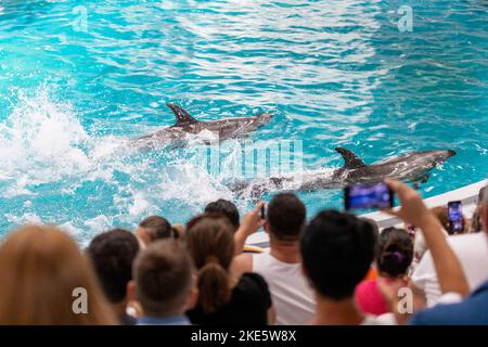 Many people in dolphinarium watching dolphin show in Romania Stock ...