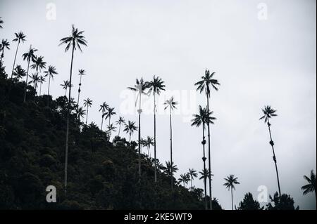 The wax pam trees in the green Cocoa valley, in a vertical shot Stock ...
