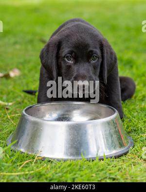 Labrador dog drinking water from a beer barrel Stock Photo - Alamy