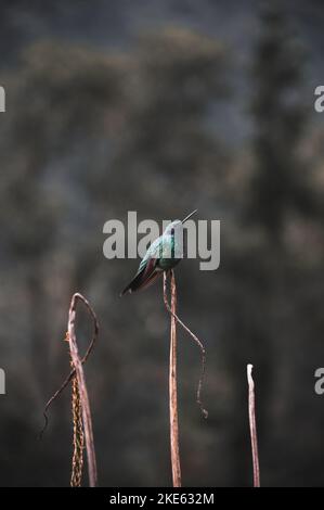 Vertical shot of a hummingbird perched on a tree branch Stock Photo - Alamy