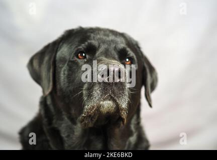 Black Rottweiler / Labrador mix against gray background seen in Garham ...