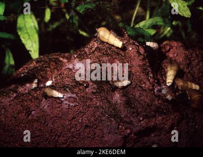 Malaysian trumpet snail (Melanoides tuberculata), in aquarium Stock ...