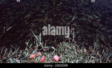 Eggs of Pila ampullacea, a species of freshwater snail with an ...