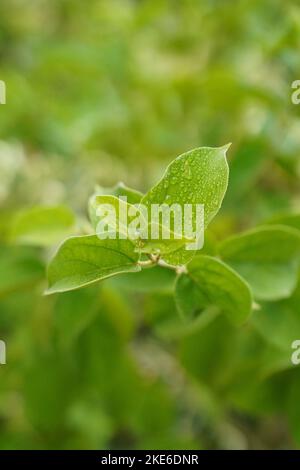 Gymnema Sylvestre Medicinal Plant Leaves. This plant is a good medicine ...