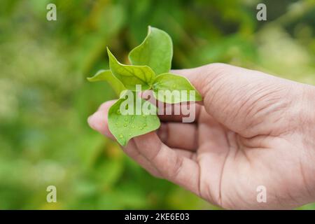Gymnema Sylvestre Medicinal Plant Leaves. This plant is a good medicine ...