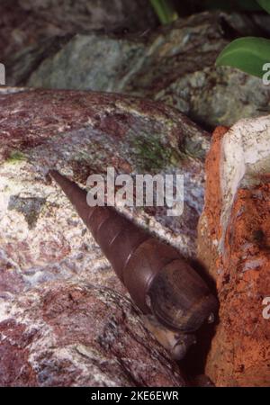 Devil thorn snail (Faunus ater Stock Photo - Alamy