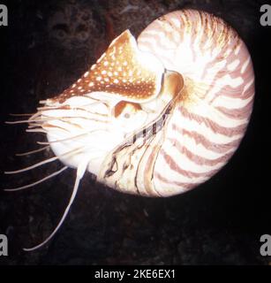 the nautilus is a pelagic marine mollusc of the cephalopod family ...