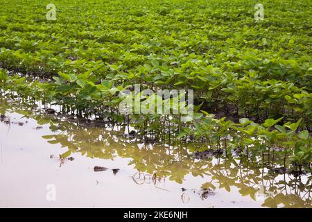 Agricultural crop field flooded with excess rain water due to the ...