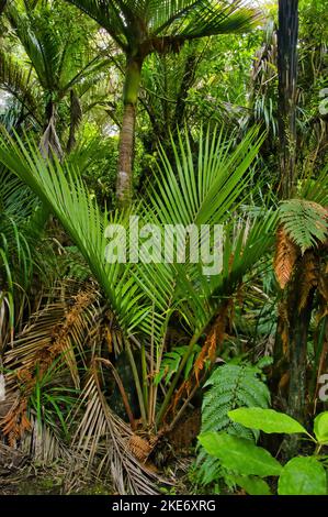 The Nikau Walk, Kahurangi National Park, leads through dense rainforest ...