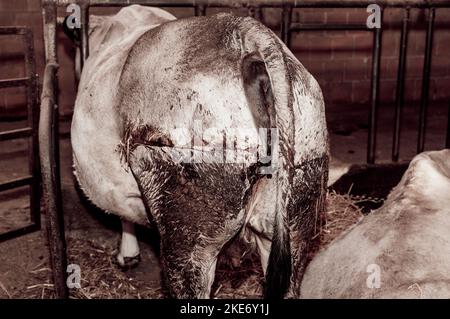 Birth of a calf, Cuneo, Piedmont, Italy Stock Photo - Alamy