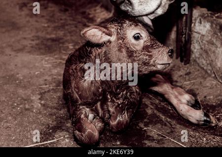 Birth of a calf, Cuneo, Piedmont, Italy Stock Photo - Alamy