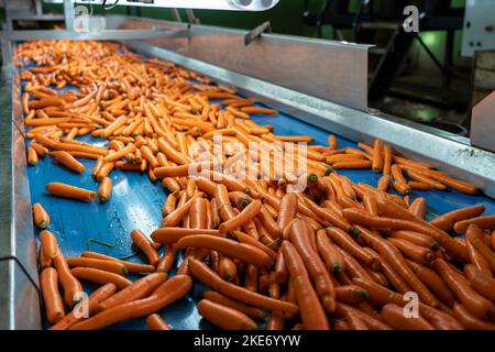 Washed Carrots Moving on Blue Conveyor Belt in Packing House Prior ...