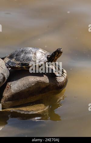 A vertical closeup of a turtle near the water Stock Photo - Alamy