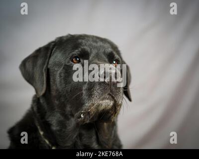 Black Rottweiler / Labrador mix against gray background seen in Garham ...