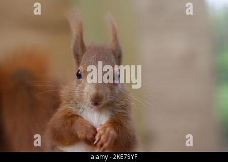 Squirrel in enclosure Stock Photo - Alamy