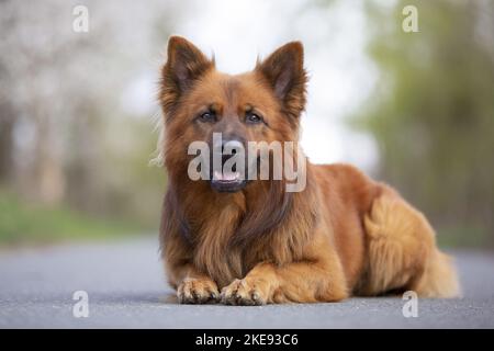 lying Harz Fox Stock Photo - Alamy