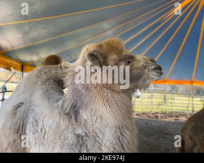 A double hump camel inside the tent in a ranch Stock Photo - Alamy