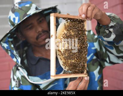 Indian bees in hive on ancient wall corner of Taj Mahal landmark, big ...