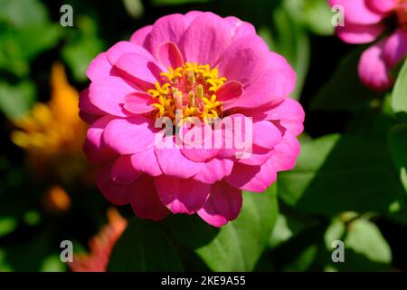 Indian Pink Rose flower, elegant Rose flower, Pink rose flowering ...