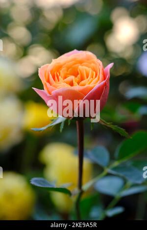 Indian Rose flower, elegant Rose flower, rose flowering plants with leaf green background Stock ...