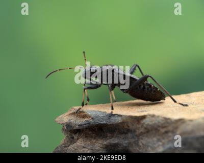 Yellow and black insect with long proboscis trying to take blood from ...