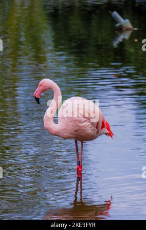 african flamingo walking around in water with nice reflection Stock ...