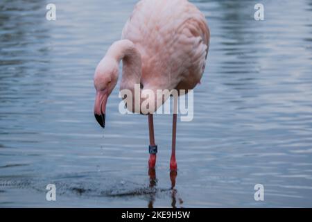 african flamingo walking around in water with nice reflection Stock ...