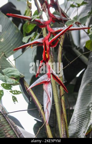 Wild Orchid, Ecuadorian Amazonian rainforest photographed at the ...