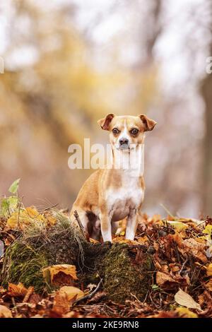 Chihuahua-Mongrel in autumn Stock Photo - Alamy