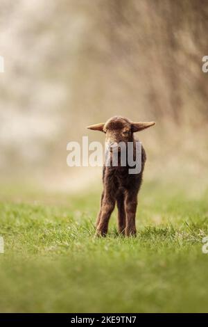 Coburg Fox Sheep Lamb Stock Photo - Alamy