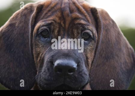 Hanoverian scent hound puppy portrait in outdoor setting Stock Photo ...