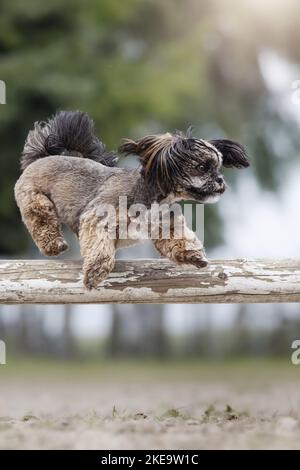 side view of shih tzu walking Stock Photo - Alamy