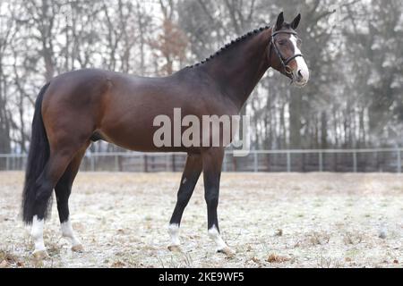 Oldenburg Horse. Bay stallion standing, seen side-on. Germany Stock ...