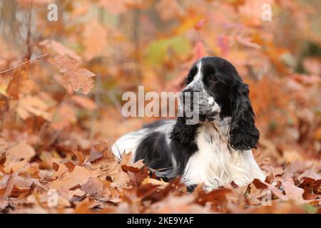 English Cocker Spaniel in autumn Stock Photo - Alamy