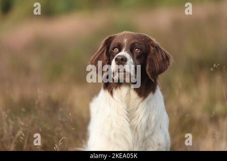 adult Dutch Partridge Dog Stock Photo - Alamy