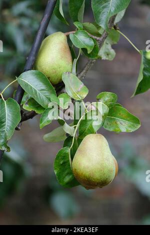 Pyrus communis 'Onward', pear 'Onward'. Dessert pear growing on a tree ...