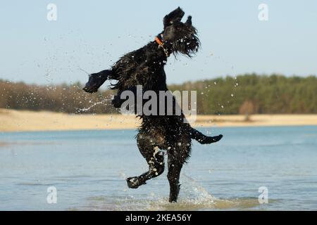 jumping Giant Schnauzer Stock Photo - Alamy