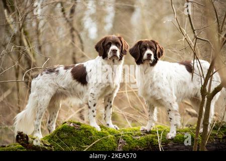 2 Dutch Partridge Dogs Stock Photo - Alamy