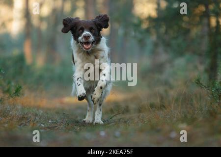 running Dutch Partridge Dog Stock Photo - Alamy