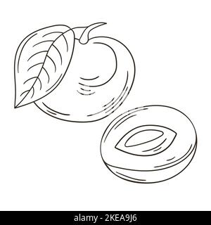 Longan. Coloring in hand drawn style. Children's drawings, exotic fruit ...