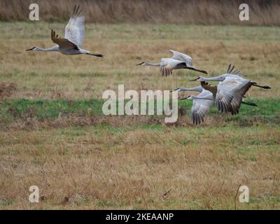 A closeup shot of sandhill cranes flying in Indiana, USA Stock Photo ...