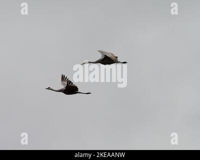 A closeup shot of sandhill cranes flying in Indiana, USA Stock Photo ...