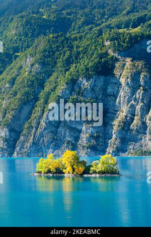 Kleine Schnittlauchinsel im türkisfarbenen Wasser des Walensees, Kanton ...
