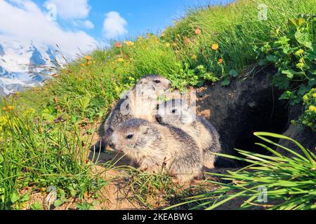 A baby Alpine marmot (Marmota marmota) is walking on a rock at Kaiser ...