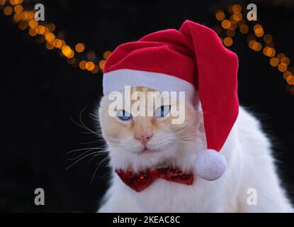 Ragdoll cat in Christmas time Stock Photo - Alamy