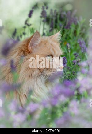 German Longhair in summer Stock Photo - Alamy